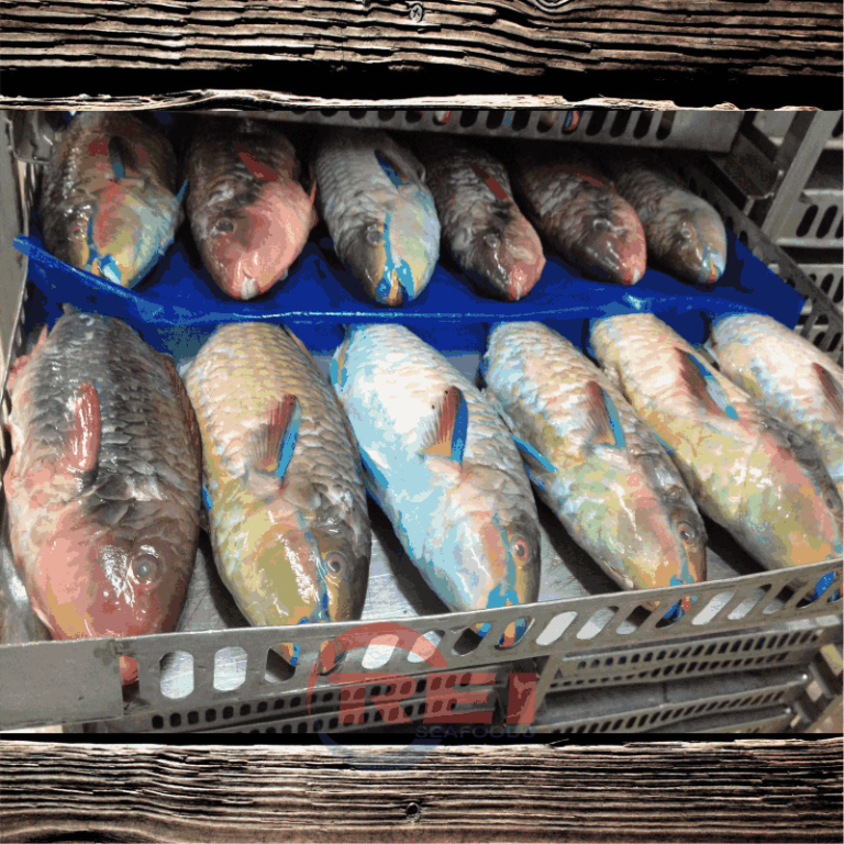 PARROT FISH – REI SEAFOODS